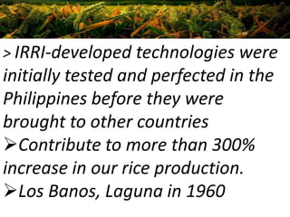 IRRI PHL | PPTX | Agriculture | Industries