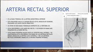 Anatomia de la irrigación del Abdomen y las estructuras | PPT