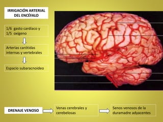 Irrigación cerebral | PPTX