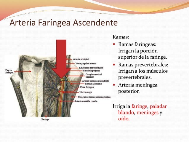 Irrigación de la cabeza y cuello