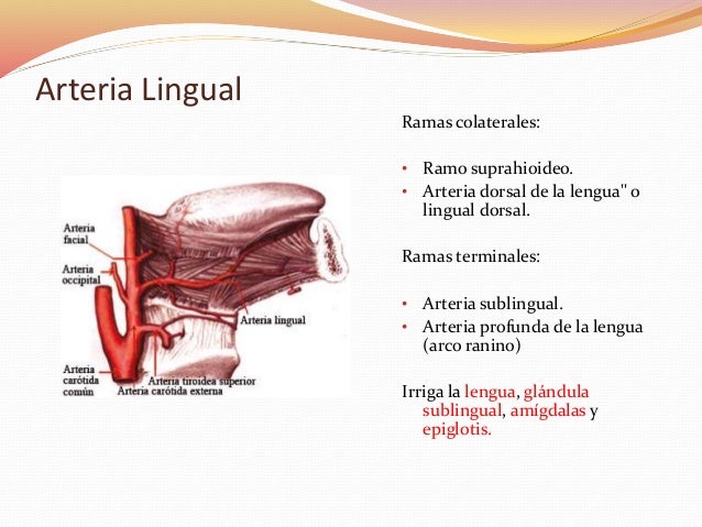Irrigación de la cabeza y cuello