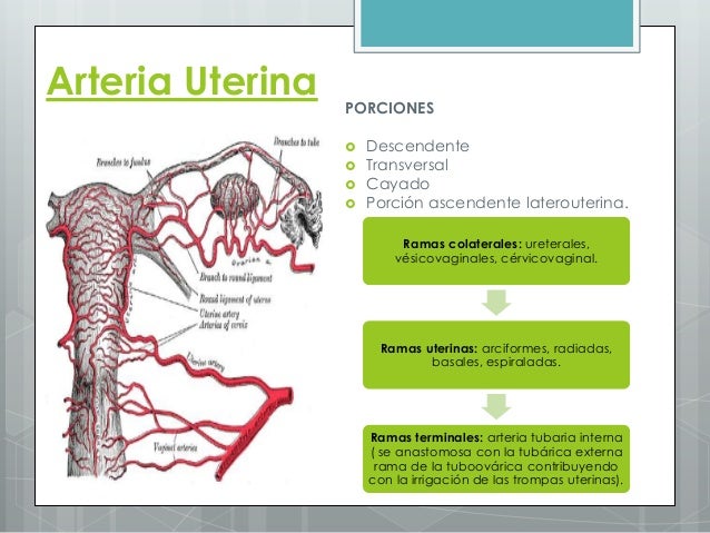 Irrigación de la pelvis