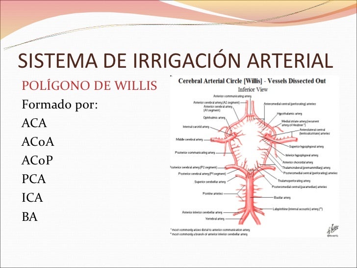 Irrigación del cerebro final