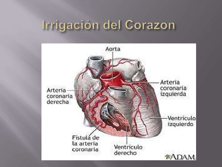 Vascularizacion E Inervacion Del Corazon – RXFRF