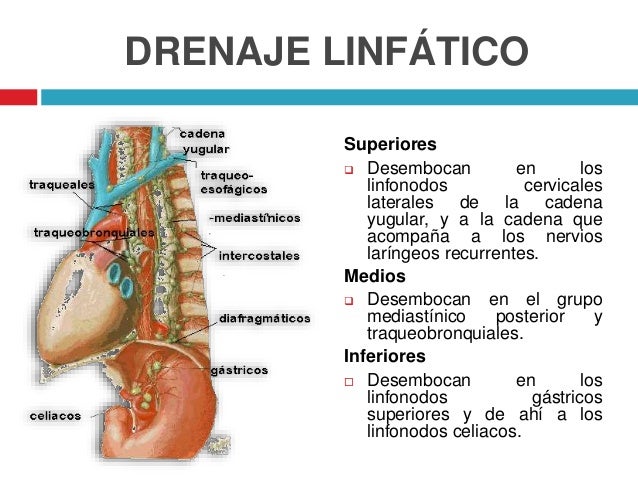 IRRIGACIÓN, DRENAJE VENOSO, DRENAJE LINFÁTICO E INERVACIÓN DEL ESÓFAG…