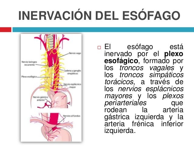 IRRIGACIÓN, DRENAJE VENOSO, DRENAJE LINFÁTICO E INERVACIÓN DEL ESÓFAG…