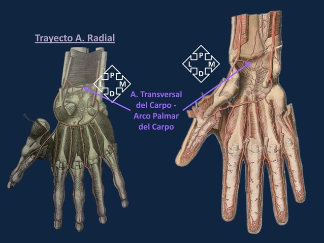 Irrigación de la mano | PPTX