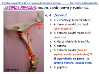Irrigación miembro pelviano comparada | PDF
