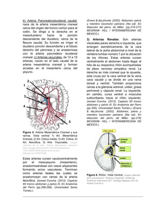 Irrigación y drenaje del abdomen interno en caninos | PDF