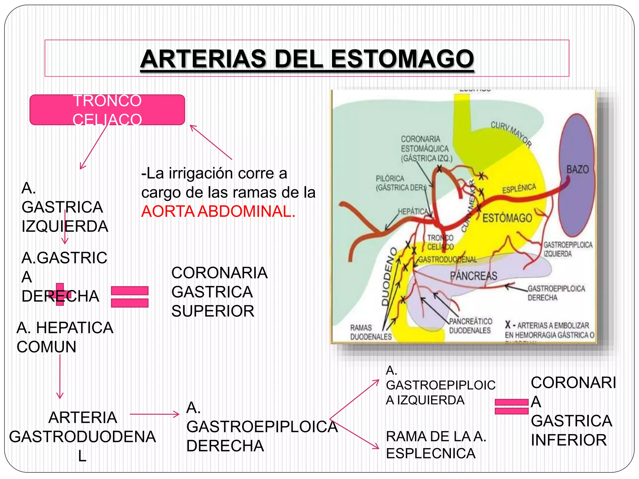 Anatomia de las arterias | PPTX