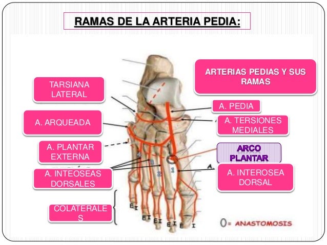 Anatomia de las arterias