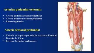 Irrigacion de la cabeza femoral cuerpo humano | PPTX