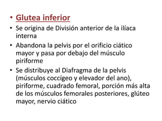 Irrigacion de la pelvis | PPTX