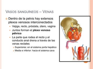 Irrigacion de la pelvis | PPTX
