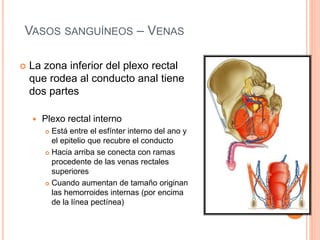 Irrigacion de la pelvis | PPTX