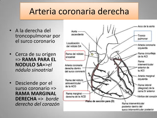 Irrigacion del corazon | PPTX