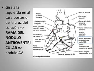 Irrigacion del corazon | PPTX