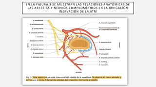 Irrigacion e Inervacion de la articulación mandibular | PPTX