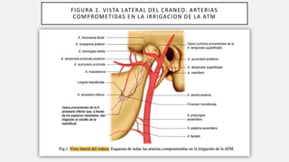 Irrigacion e Inervacion de la articulación mandibular | PPTX