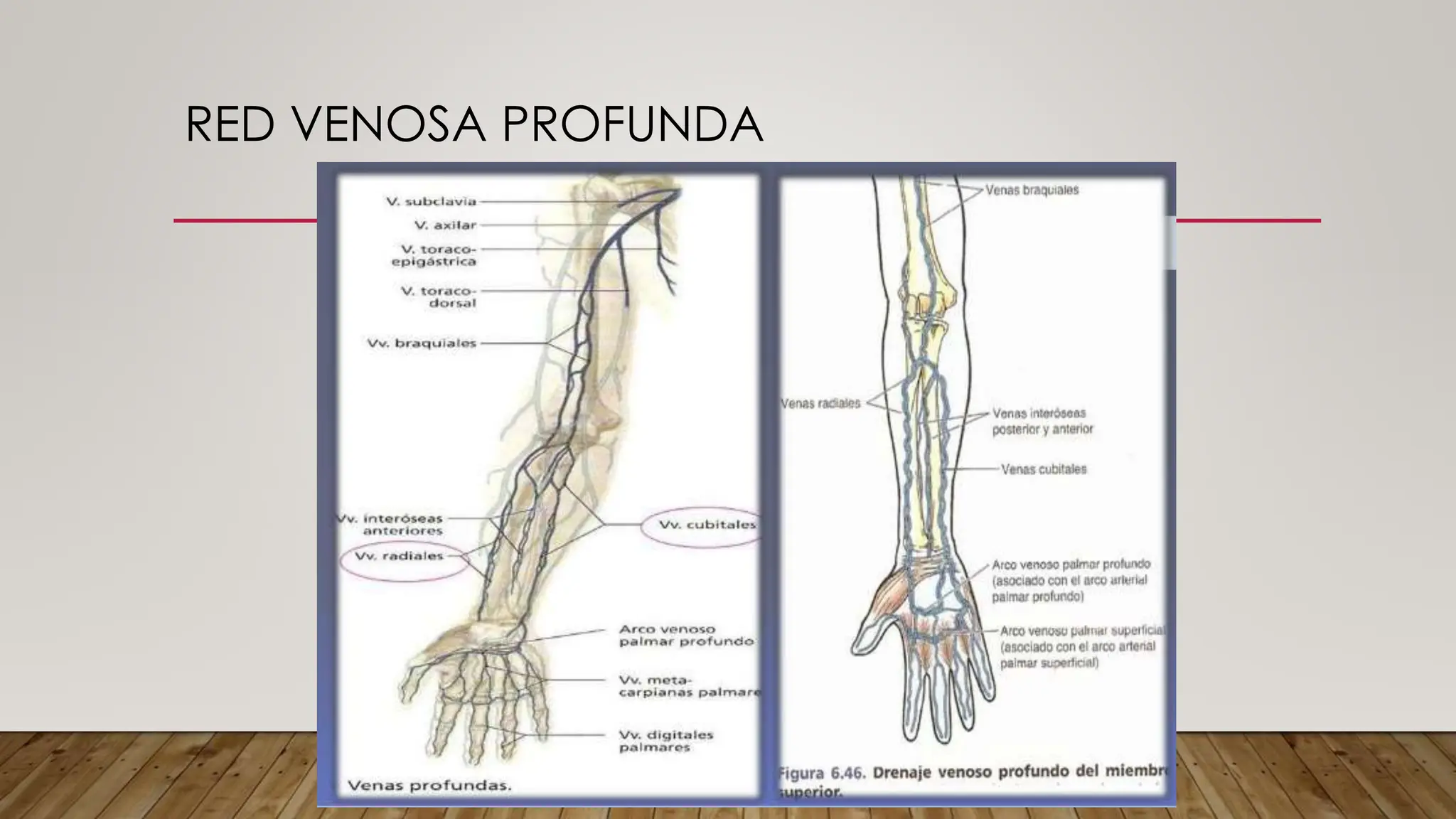 Irrigacion e inervacion de miembro superior | PPTX