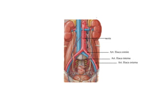 irrigacion miembro inferior.pdf de anatomía | PDF