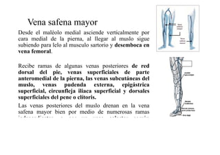 irrigacion miembro inferior.pdf de anatomía | PDF