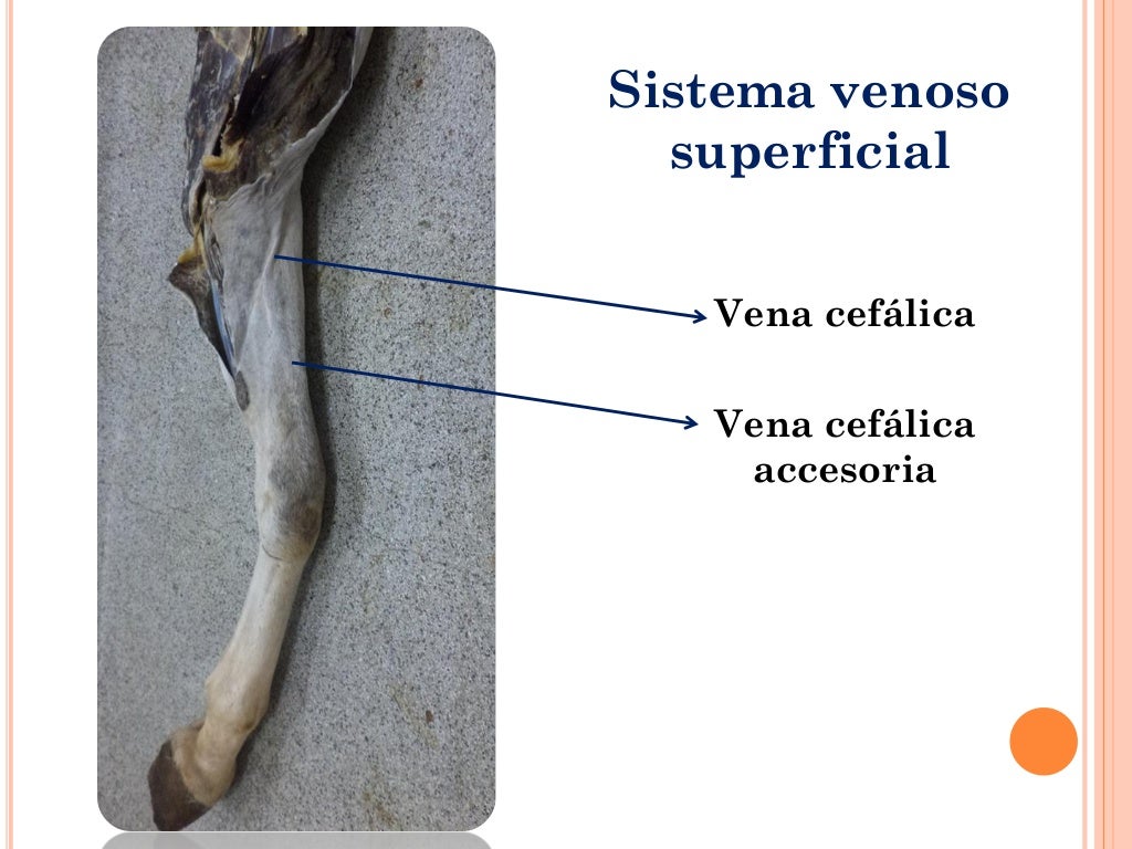 Irrigación y drenaje venoso miembro torácico. Anatomia veterinaria