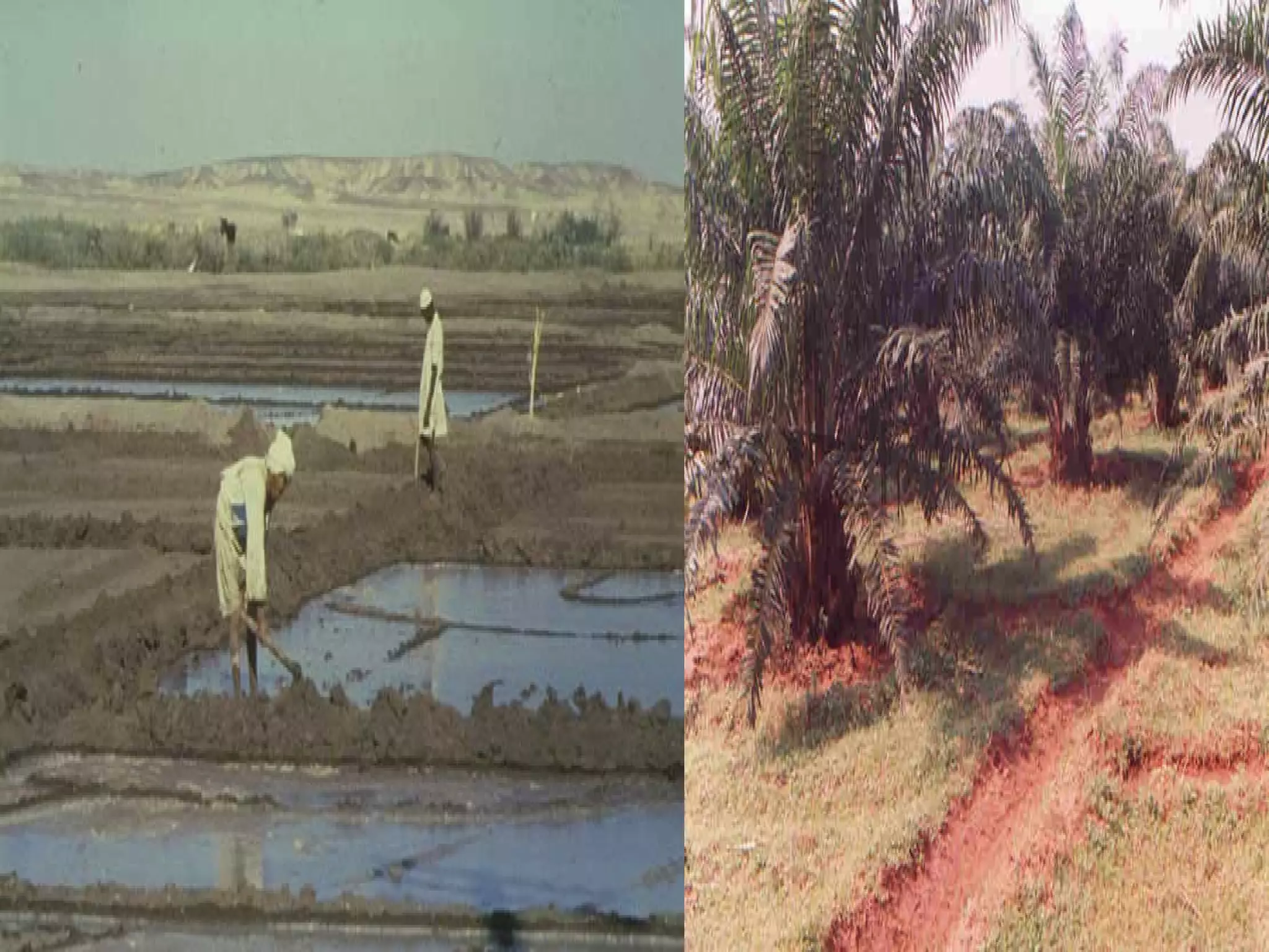 Irrigation | PPT