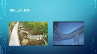 Root canal irrigation.pptx