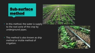 Presentation on irrigation 6th semet.pptx