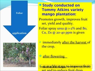 Irrigation and fertigation tecgnique in mango and apple | PPT