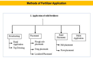 Irrigation and fertilizer application methods in horticultural crops by ...