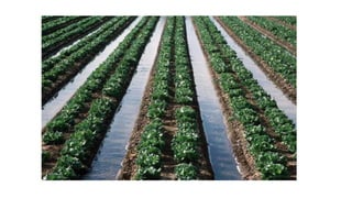 Irrigation, Irrigation scheduling criteria and methods,.pptx