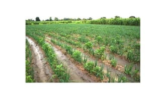 Irrigation, Irrigation scheduling criteria and methods,.pptx