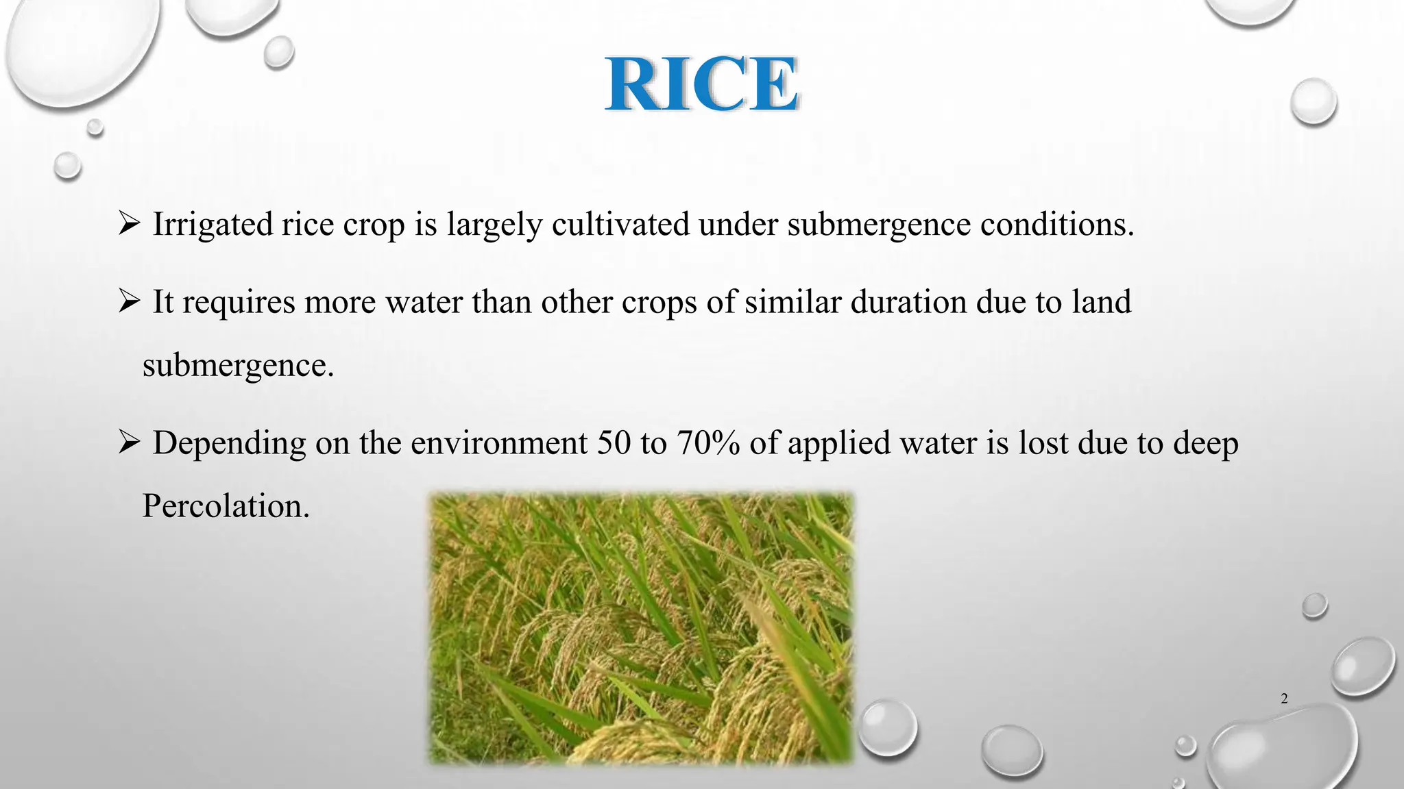 IRRIGATION MANAGEMENT FOR CEREALS CROPS LIKE RICE WHEAT MAIZE OATS ...