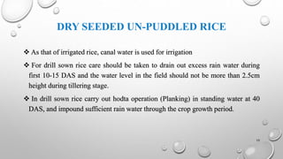 IRRIGATION MANAGEMENT FOR CEREALS CROPS LIKE RICE WHEAT MAIZE OATS ...