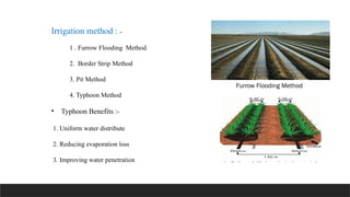 IRRIGATION MANAGEMENT IN DIFFERENT FIELD CROPS | PPT