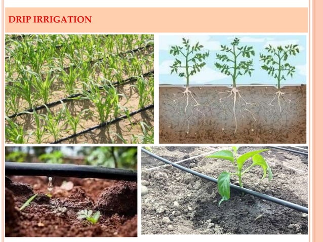 IRRIGATION METHODS AND ITS USES IN HORTICULTURE | PPTX | Agriculture ...
