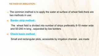 Irrigation methods in wheat | PPTX | Agriculture | Industries
