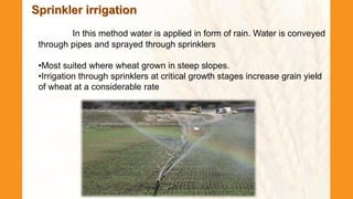 Irrigation methods in wheat | PPTX