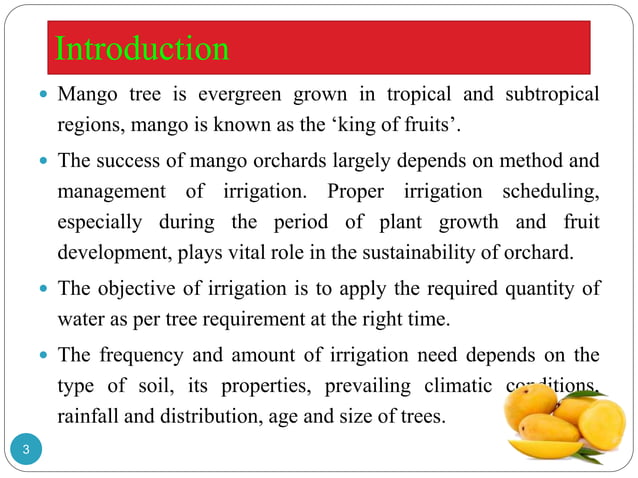 Irrigation management in mango, Irrigation in mango | PPTX