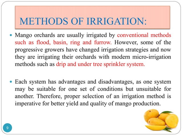 Irrigation management in mango, Irrigation in mango | PPTX