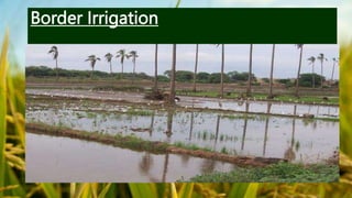 IRRIGATION SYSTEMS.pptx
