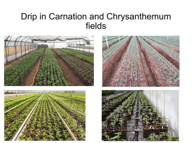 Irrigation systems in protected floriculture | PPTX | Gardening | Home ...