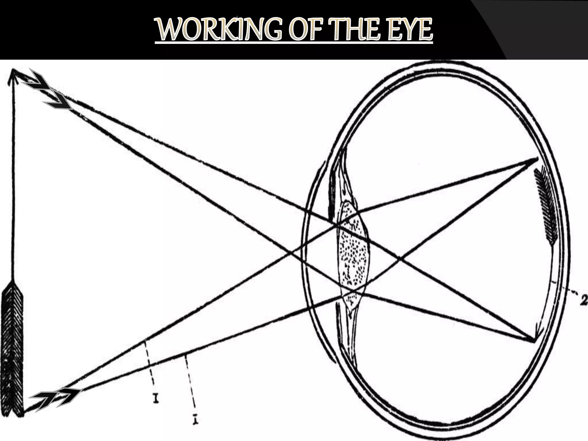 HUMAN EYE AND ITS DEFECTS | PPTX