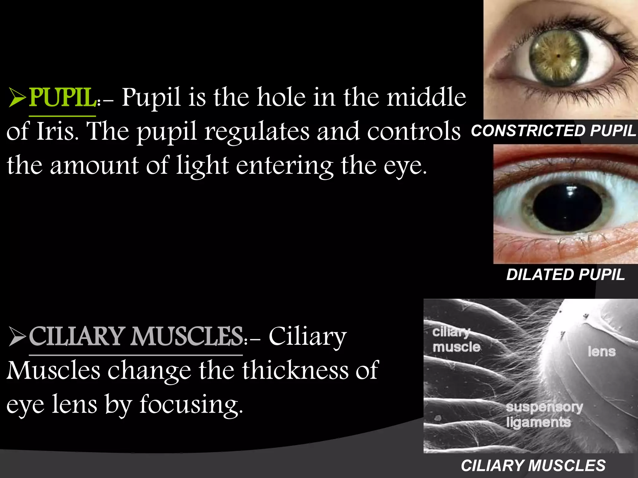 HUMAN EYE AND ITS DEFECTS | PPTX