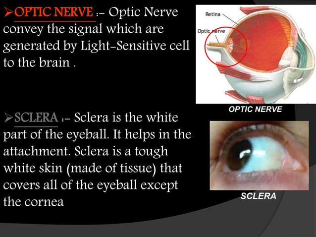 HUMAN EYE AND ITS DEFECTS | PPTX | Eye and Vision Conditions | Diseases ...
