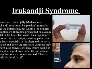 Irukandji Jellyfish | PPT