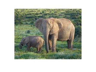 Is it-living | PPT | Free Download