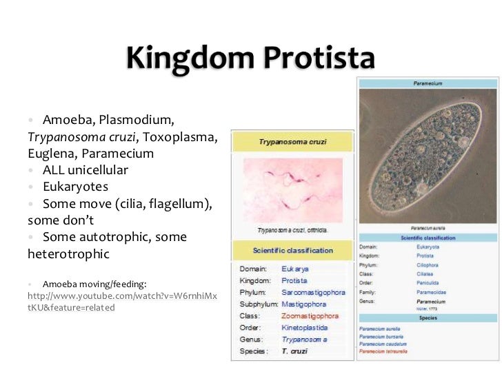 Protista Kingdom Classification Chart